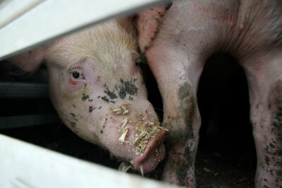 22 Heartbreaking Photos From Pigs' Journey to Slaughter | PETA