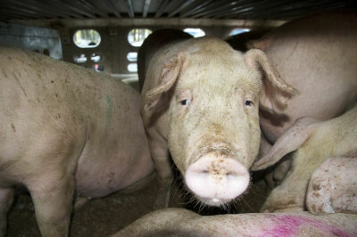 22 Heartbreaking Photos From Pigs' Journey to Slaughter | PETA