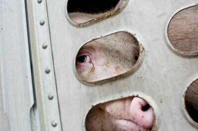 22 Heartbreaking Photos From Pigs' Journey to Slaughter | PETA