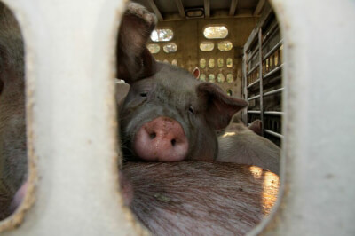 22 Heartbreaking Photos From Pigs' Journey to Slaughter | PETA