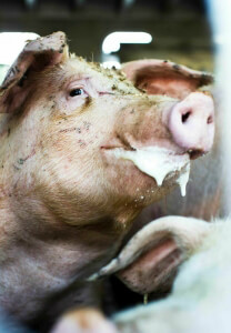 22 Heartbreaking Photos From Pigs' Journey to Slaughter | PETA