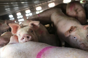 22 Heartbreaking Photos From Pigs' Journey to Slaughter | PETA