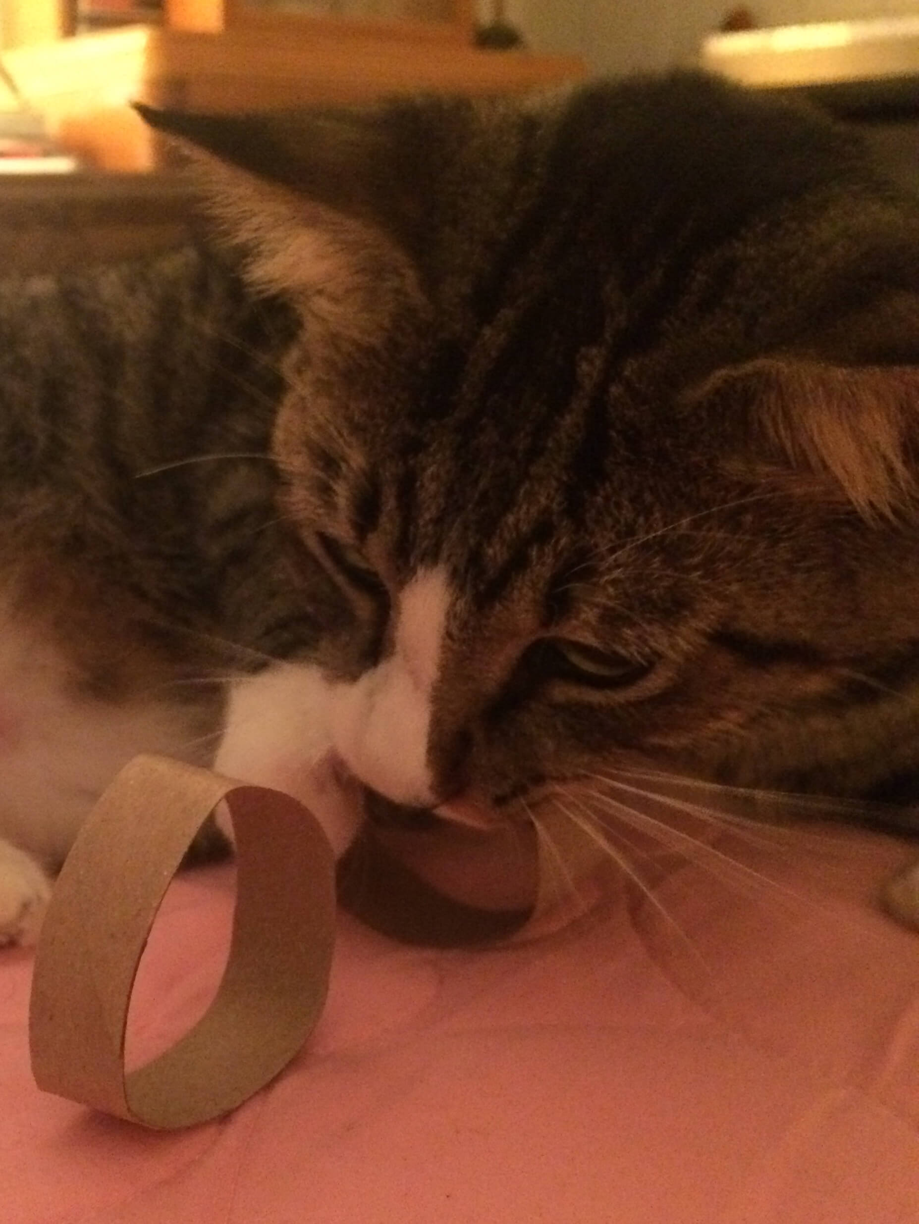 13 Cat Gadgets for Every Budget | PETA