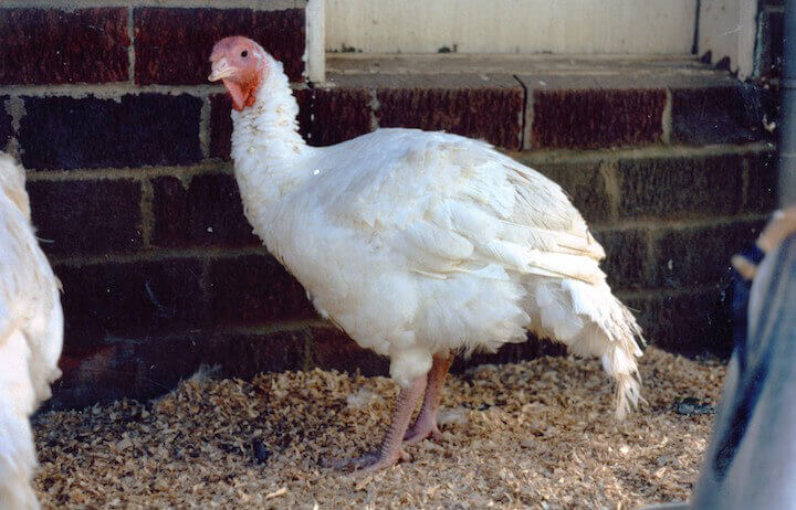 Thanksgiving Turkey Rescue 0:30 | PETA