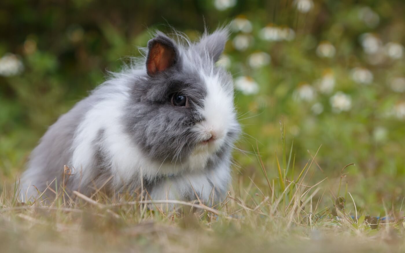Some of the 425+ Brands That Have Banned Angora Wool | PETA