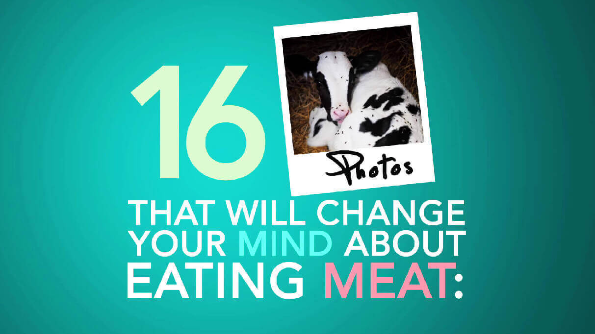 16 Photos That Will Change Your Mind About Eating Meat | PETA