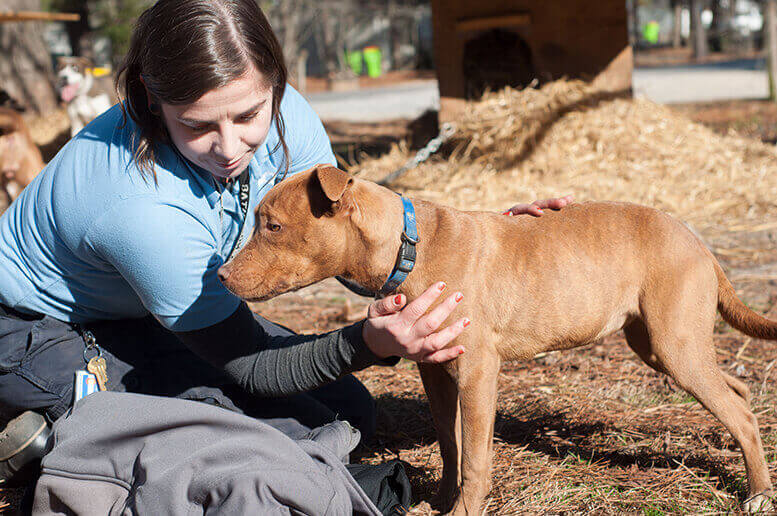 Dogs, Cats, and Other Animal Companions | Issues | PETA