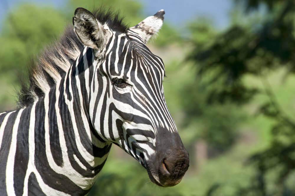 Escaped Zebra Dies After Reportedly Falling off Cliff | PETA