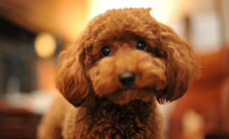 Is Your Dog Sick? Most ‘Purebred’ Dogs Are | PETA