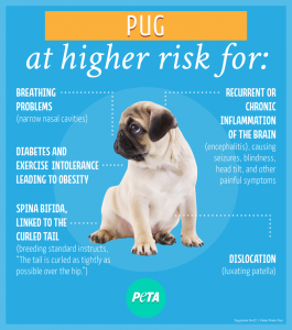 5 Reasons Never to Buy a Pug or Pug Mix | PETA