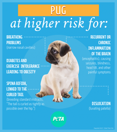 5 Reasons Never to Buy a Pug or Pug Mix | PETA