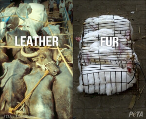 Leather vs. Fur: Which Is Worse? | PETA