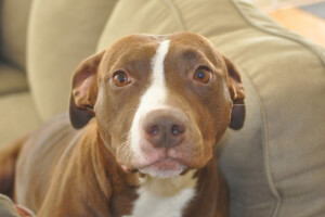 One Rescued Dog's Stunning Transformation | PETA