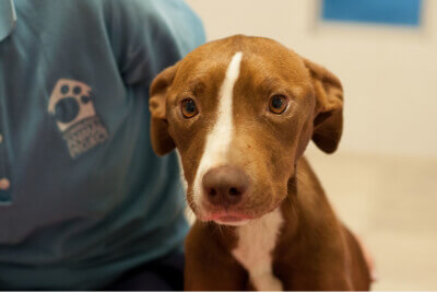 One Rescued Dog's Stunning Transformation | PETA