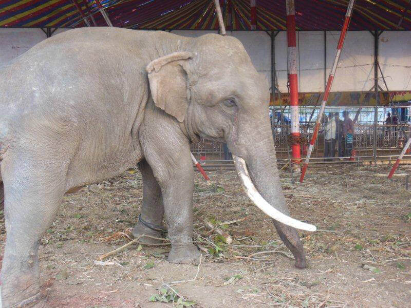 Circuses page 16 | PETA