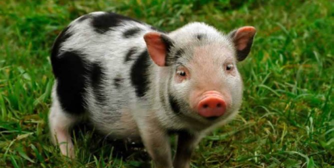 Main Issues page 316 | PETA