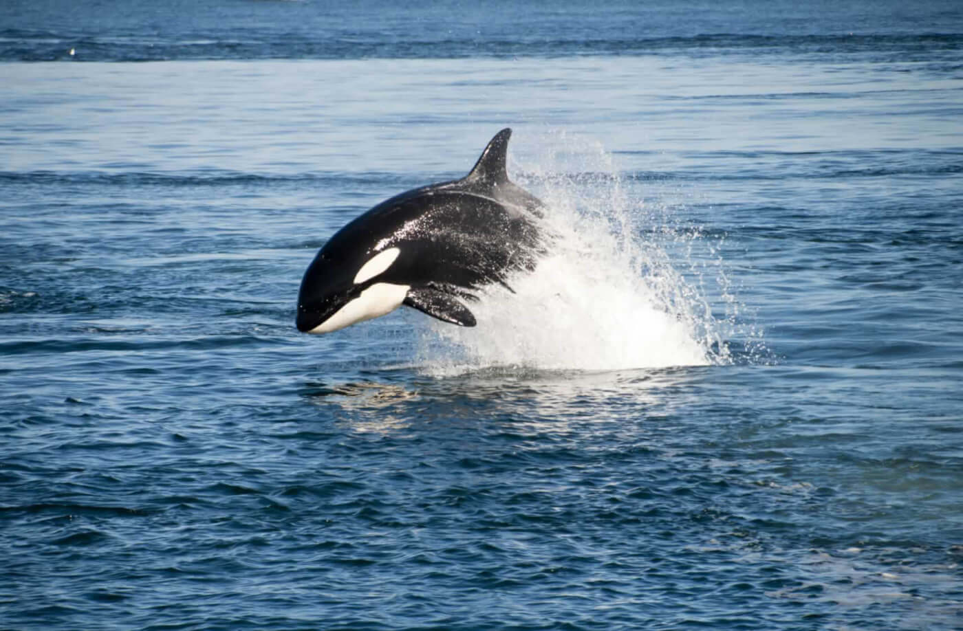 Go Ahead—Take This 'Orca' for a Ride | PETA