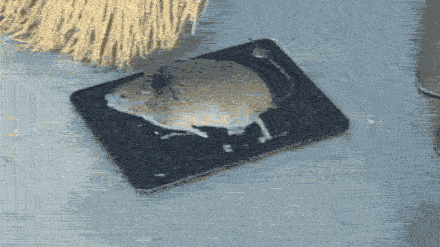 6 Steps to Save Animals Stuck on Glue Traps | PETA