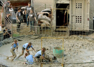 7 Ways Pig Wrestling Torments Pigs | Feature | PETA.org