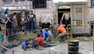 7 Ways Pig Wrestling Torments Pigs | Feature | PETA.org