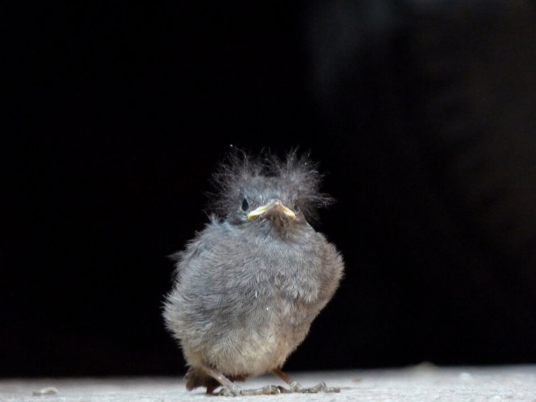 How to Save Baby Birds | Action | PETA.org