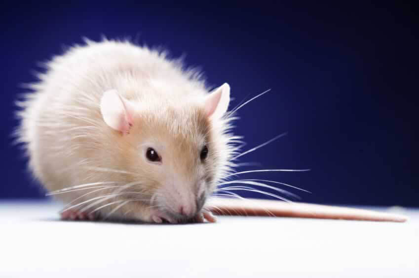 Terrified Rats Are Tormented in Antiquated Classroom Tests | PETA