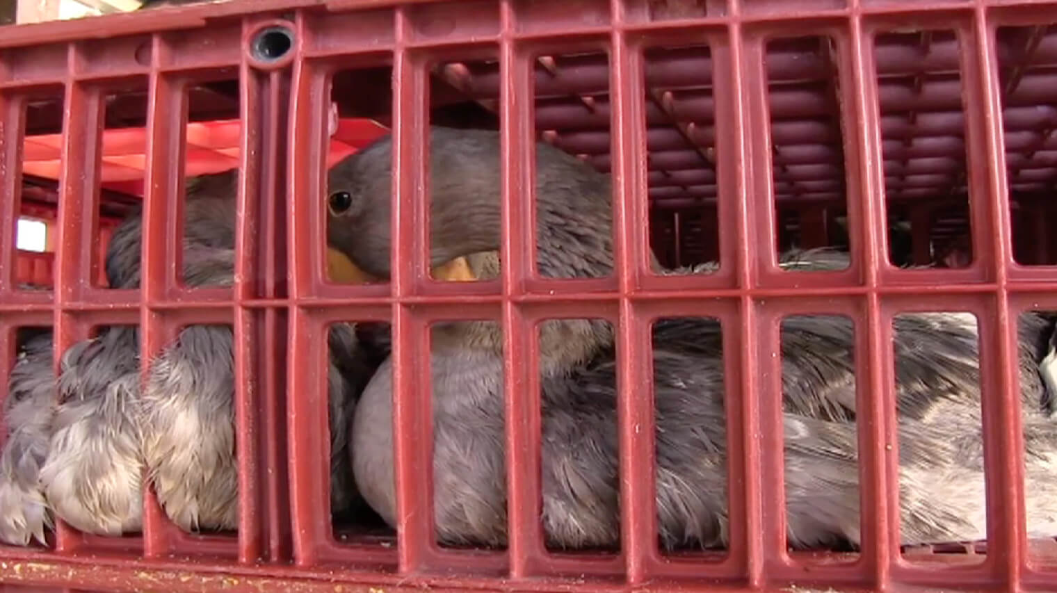 The Most Expensive Dish From France | PETA