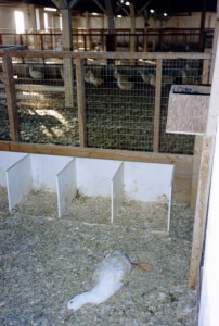 The Most Expensive Dish From France | PETA