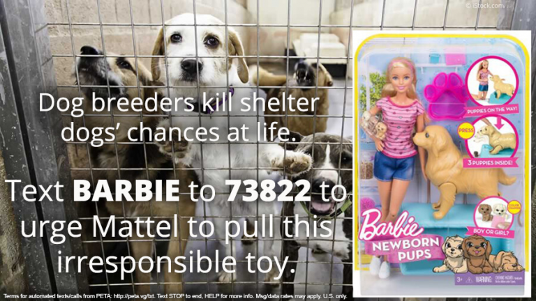 How to Save Animals With a Text Message | Actions | PETA