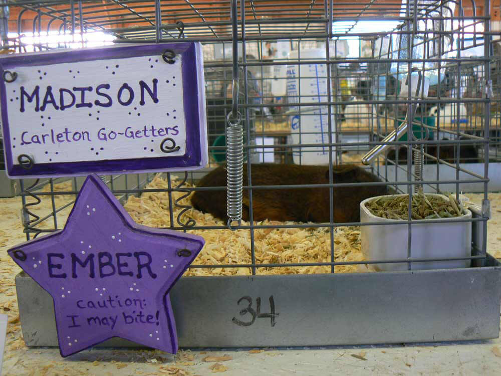 'Classroom Pets' Teach Kids The Wrong Lesson | PETA
