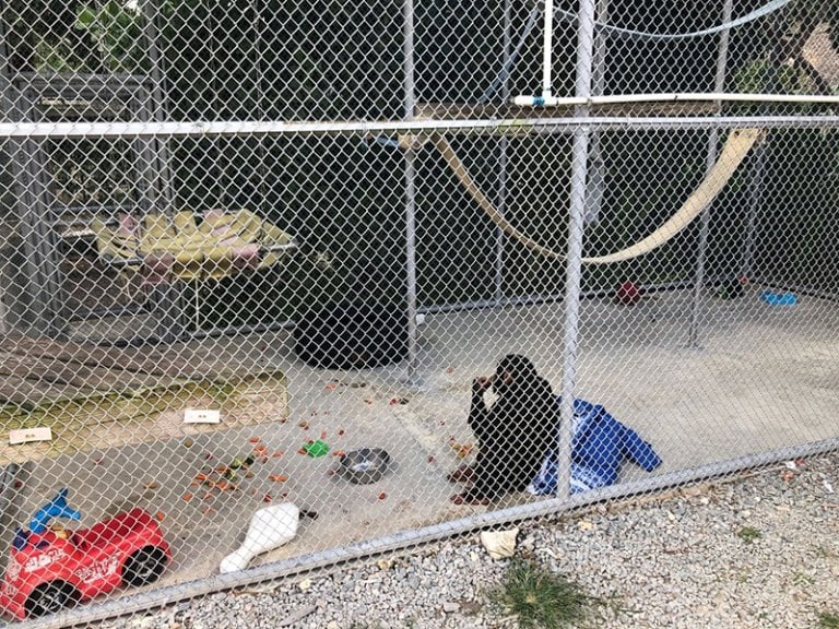 25 Rescued Chimpanzees and Counting: Limbani’s Story | PETA