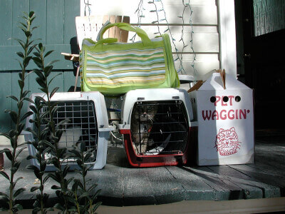 Pack an Emergency Animal Rescue Kit — Here's How | PETA