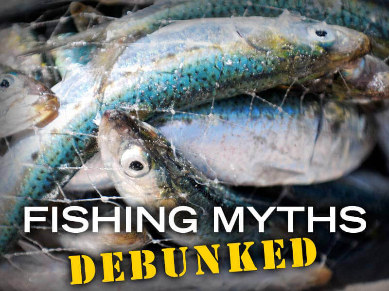You'll Never Go Fishing After Reading This | PETA