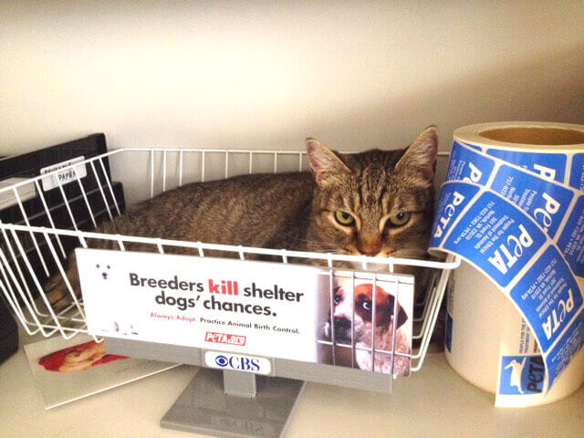 Contact PETA Member Services | PETA