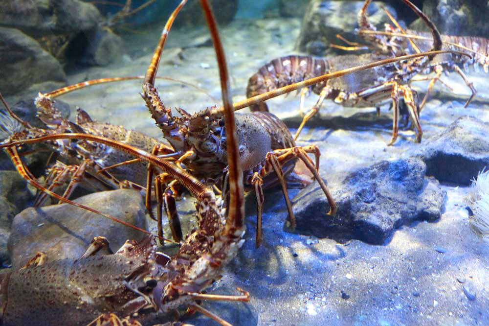 14 Things You Might Not Know About Lobsters | PETA