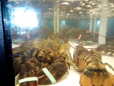 Help Lobsters in Lobster Zone Machines | Action | PETA.org