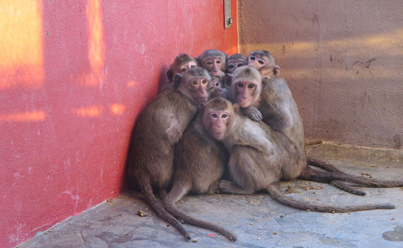 Could the Next COVID-19 Wave Come From Monkey Labs? | PETA