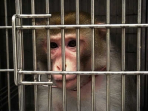 Oregon National Primate Research Center at Oregon Health & Science ...