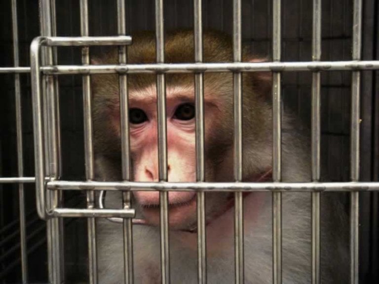 Are There Any Benefits to Animal Testing? Get the Facts | PETA