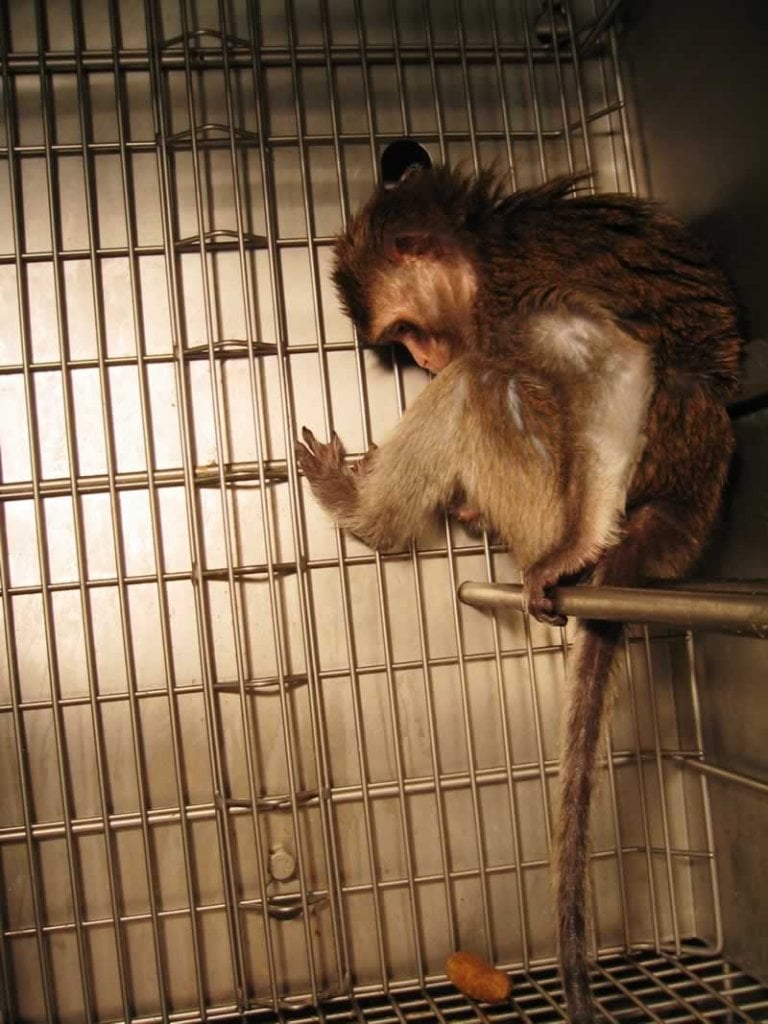 11 Animal Testing Statistics That Will Blow Your Mind | PETA