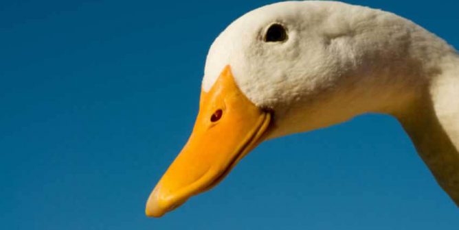 Animals Used for Clothing page 25 | PETA