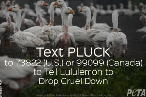 5 Ways to Encourage the World to Go Down-Free | PETA