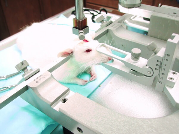 Experiments on Animals Are Epic Failures. Why Are They Still Done? | PETA