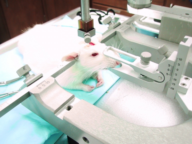 Experiments on Animals Are Epic Failures. Why Are They Still Done? | PETA