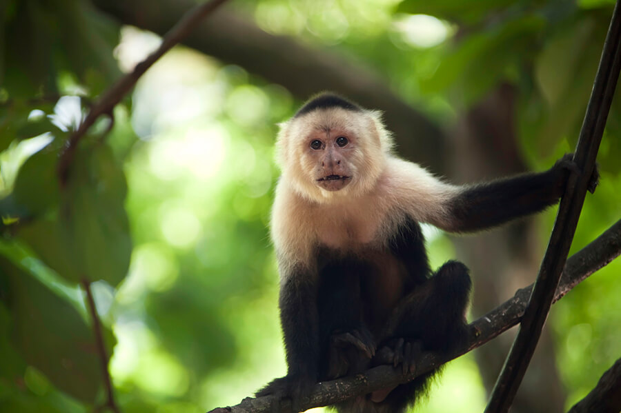 Victory! MiLB Takes a Stand Against Monkey Rodeos! | PETA