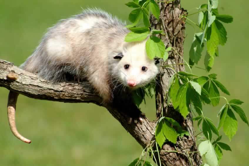 This Opossum Was Shot With Arrows but Never Gave Up the Will to Live | PETA