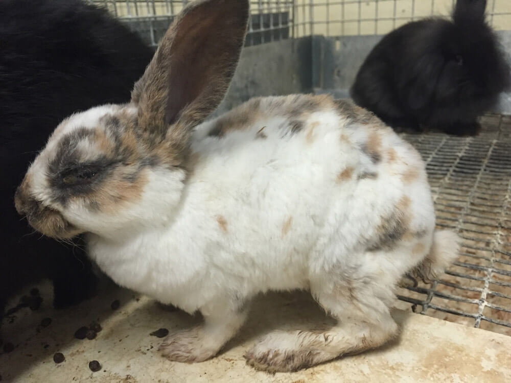 Urgent Please Don t Buy ANYTHING At Petco Or PetSmart PETA Urgent Please Don t Buy ANYTHING At Petco Or PetSmart PETA