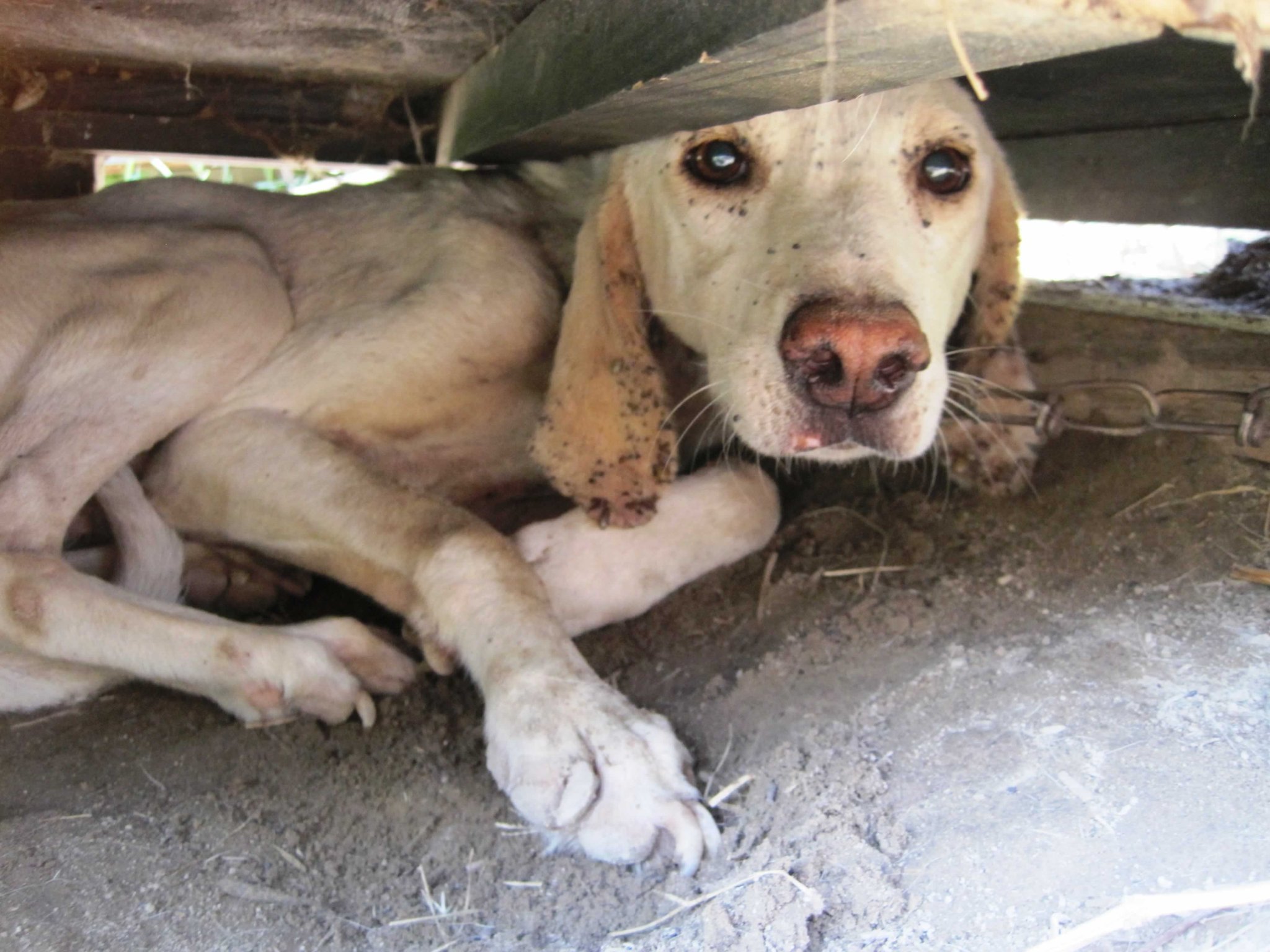 Shelter Refusing Animals? Here's What to Do | PETA