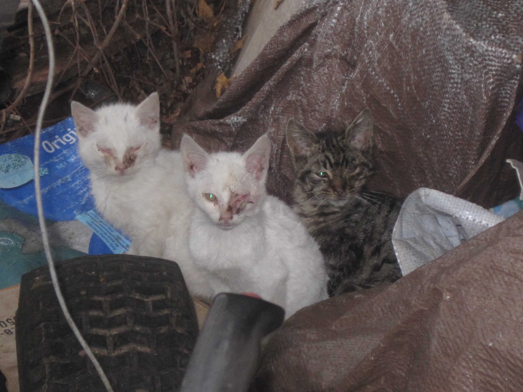 Companion Animal Overpopulation and Homelessness | PETA