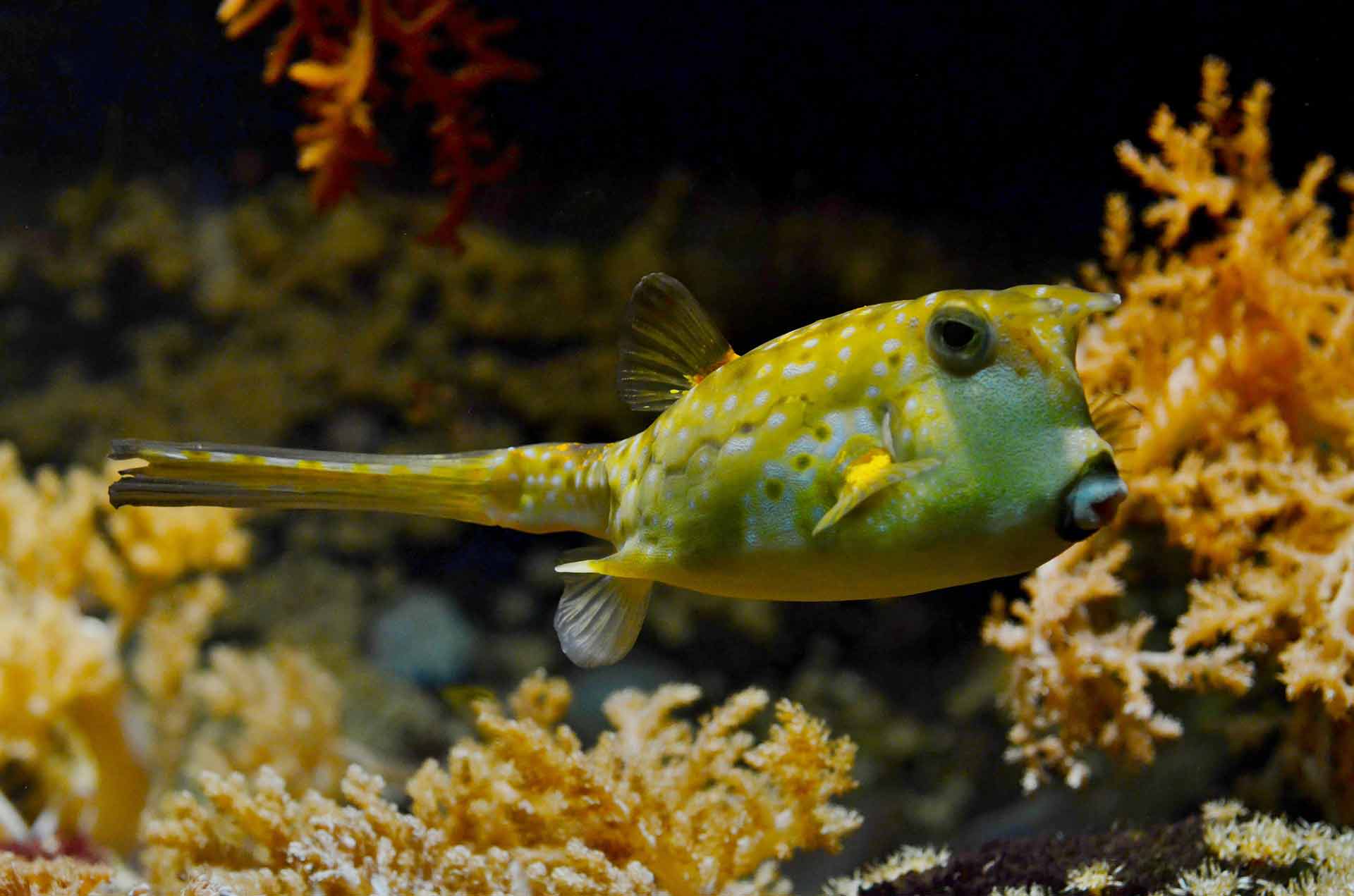Brave Blowfish Won't Leave His Trapped Friend's Side | PETA
